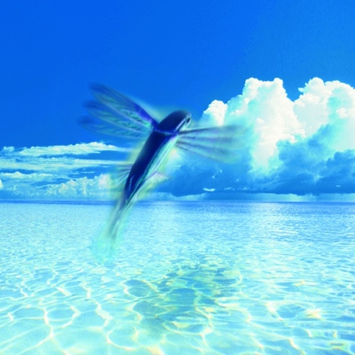 services - Sunny Barbados